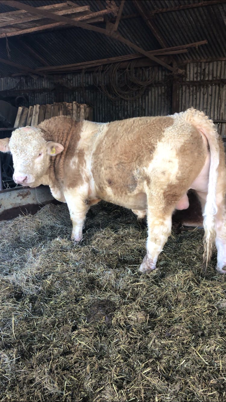 1 Simmental Breeding Bull | SellMyLivestock - The Online Livestock ...