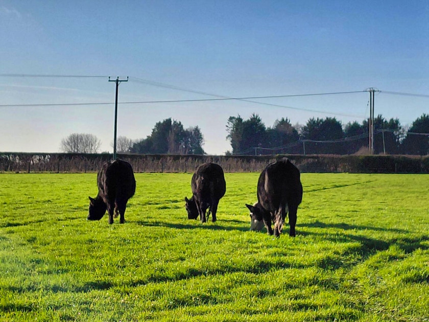 3 Aberdeen Angus Cross Store Steers, Heifers | SellMyLivestock - The ...