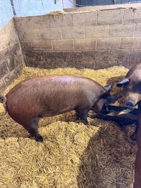 3 Duroc Breeding Gilts | SellMyLivestock - The Online Livestock Marketplace