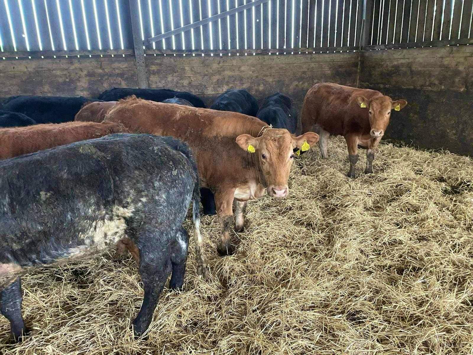 15 Limousin, British Blue Cross Store Steers | SellMyLivestock - The ...