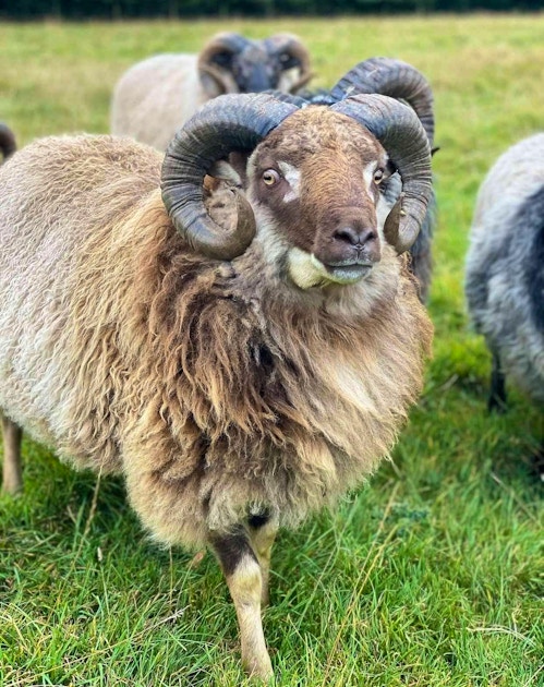 1 Icelandic Breeding Ram | SellMyLivestock - The Online Livestock ...