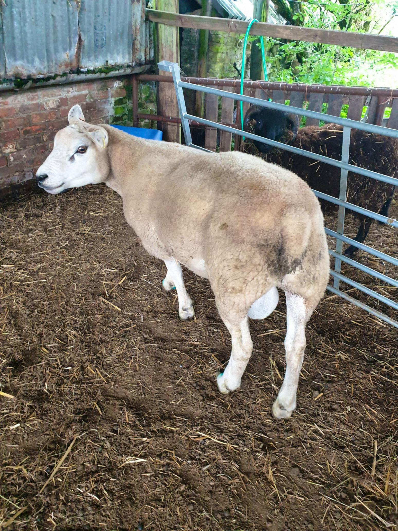 1 Texel Breeding Ram | SellMyLivestock - The Online Livestock Marketplace