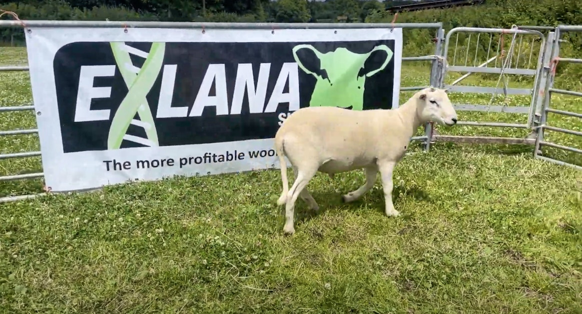 1 Elite Exlana Breeding Ram - Lot 4 | SellMyLivestock - The Online ...