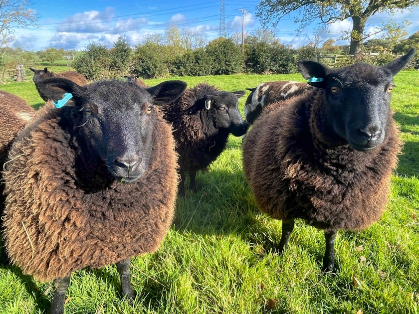 4 Dutch Spotted, Leicester Longwool Cross Breeding Ewes, Lambs ...