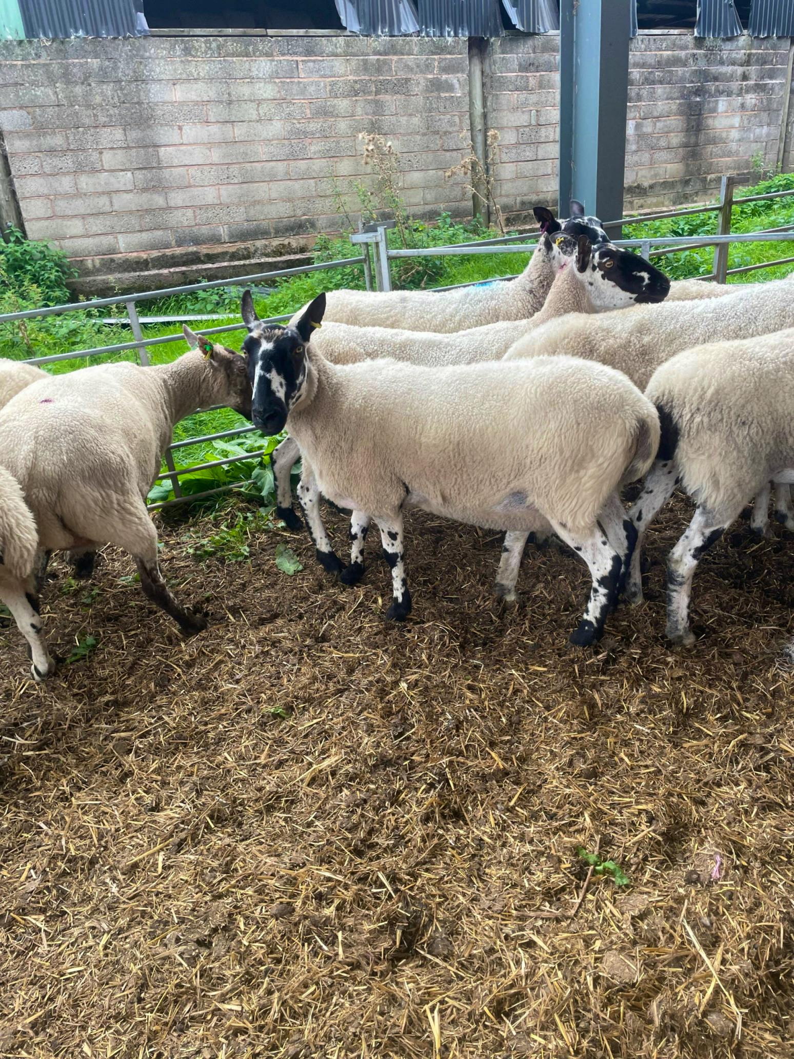 11 Welsh Mule, North of England Mule Cross Breeding Ewes ...