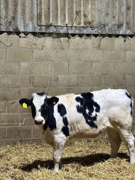 9 Aberdeen Angus, British Blue, Hereford Cross Store Steers, Heifers ...