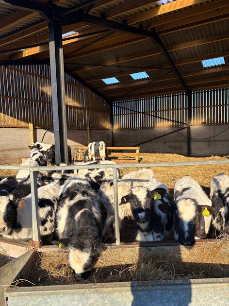 40 British Blue Cross Calves | SellMyLivestock - The Online Livestock ...