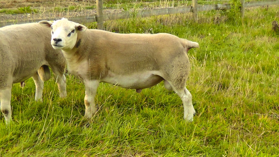 1 Texel Breeding Ram | SellMyLivestock - The Online Livestock Marketplace