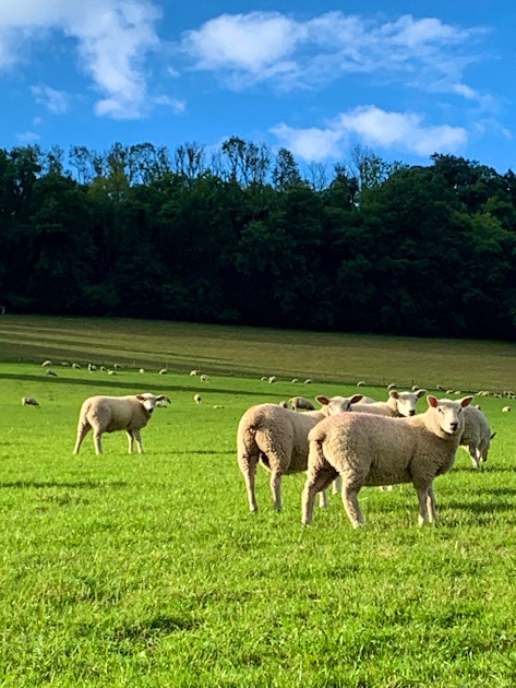 500 Exmoor Mule, Texel Cross Store Lambs | SellMyLivestock - The Online ...