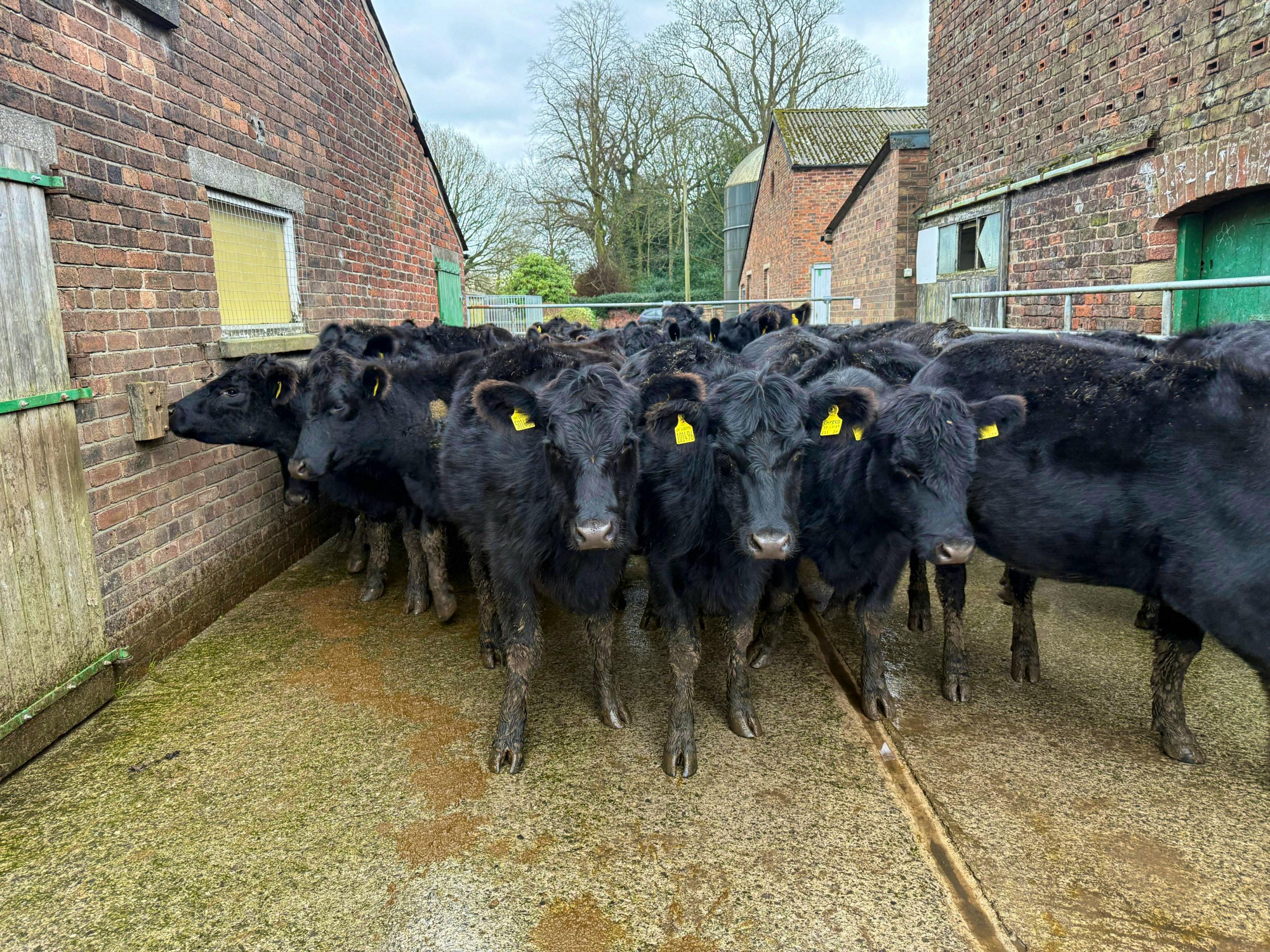 18 Pedigree Aberdeen Angus Breeding, Store Heifers | SellMyLivestock ...