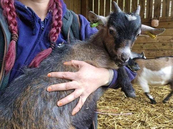 16 Pygmy Breeding, Meat Wethers | SellMyLivestock - The Online ...