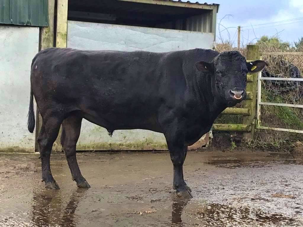 1 Pedigree Wagyu Breeding Bull | SellMyLivestock - The Online Livestock ...