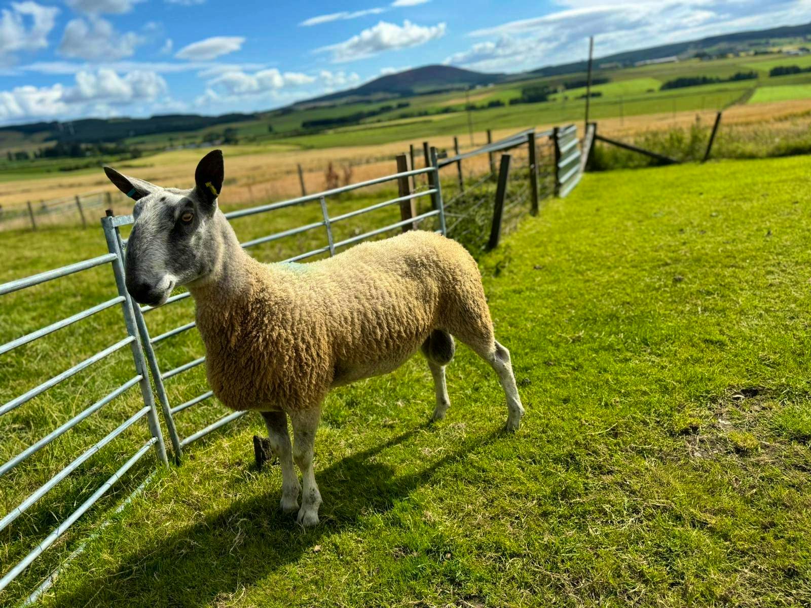 6 Bluefaced Leicester, Texel Breeding Rams, Shearlings ...
