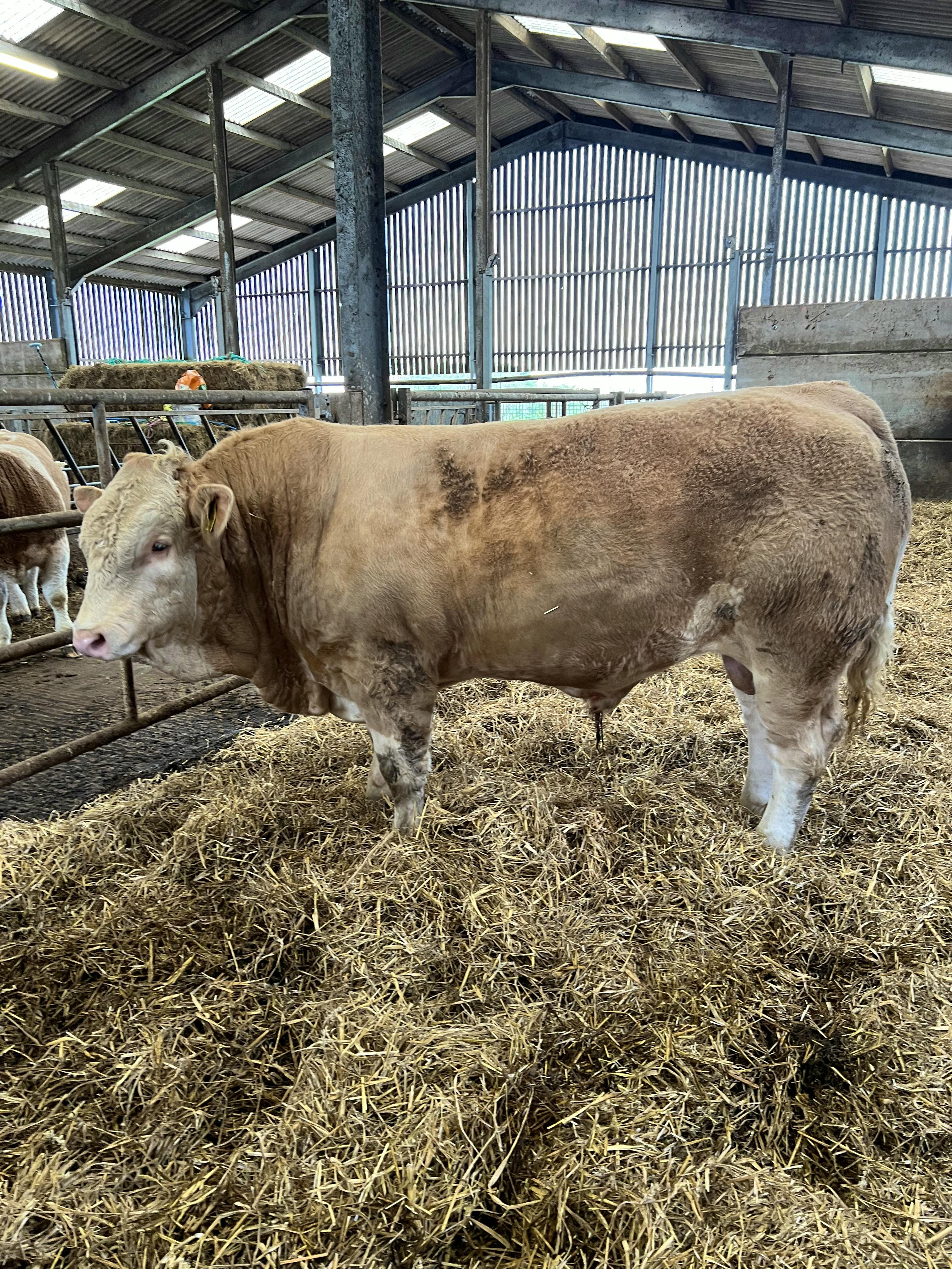 1 Pedigree Simmental Breeding Bull | SellMyLivestock - The Online ...