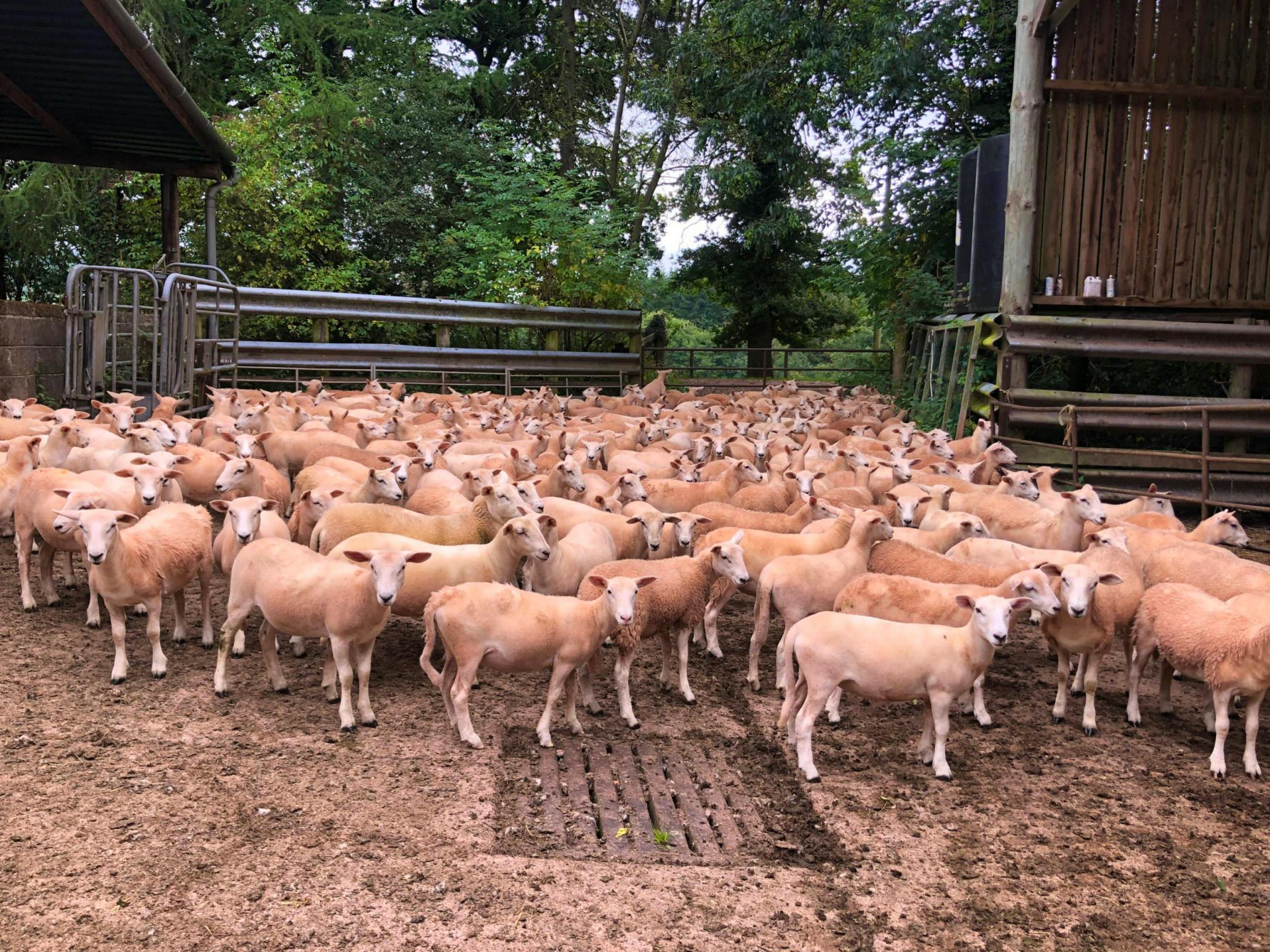 50 Exlana Cross Breeding Hoggs | SellMyLivestock - The Online Livestock ...