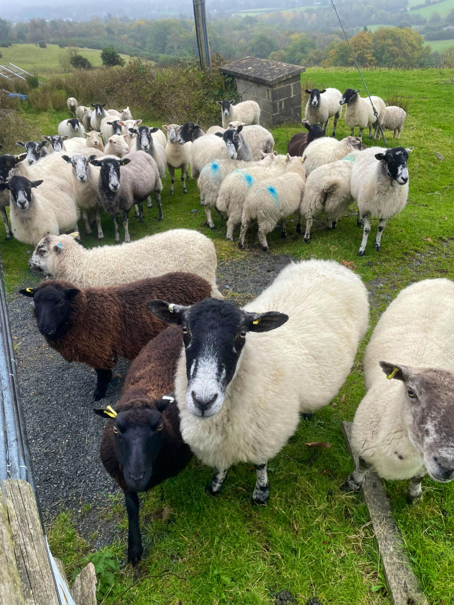 30 North of England Mule Cross Breeding Ewes, Shearlings ...