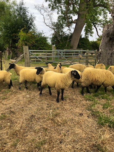 20 Suffolk, Texel, North of England Mule Cross Breeding Lambs ...
