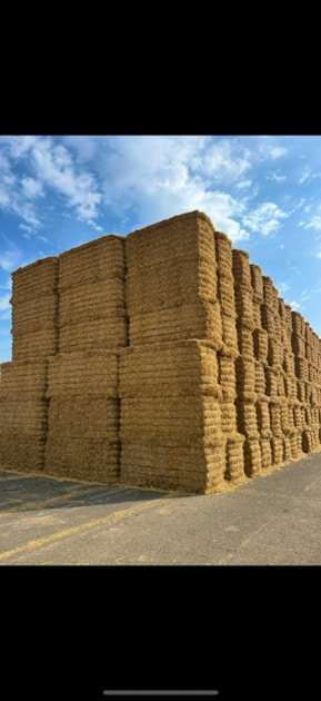 500t Baled Straw (Wheat) | SellMyLivestock - The Online Livestock ...