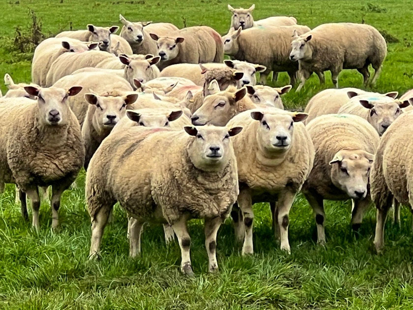56 Beltex Cross In-Lamb Breeding Gimmers | SellMyLivestock - The Online Livestock Marketplace
