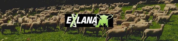 Exlana | SellMyLivestock - The Online Livestock Marketplace