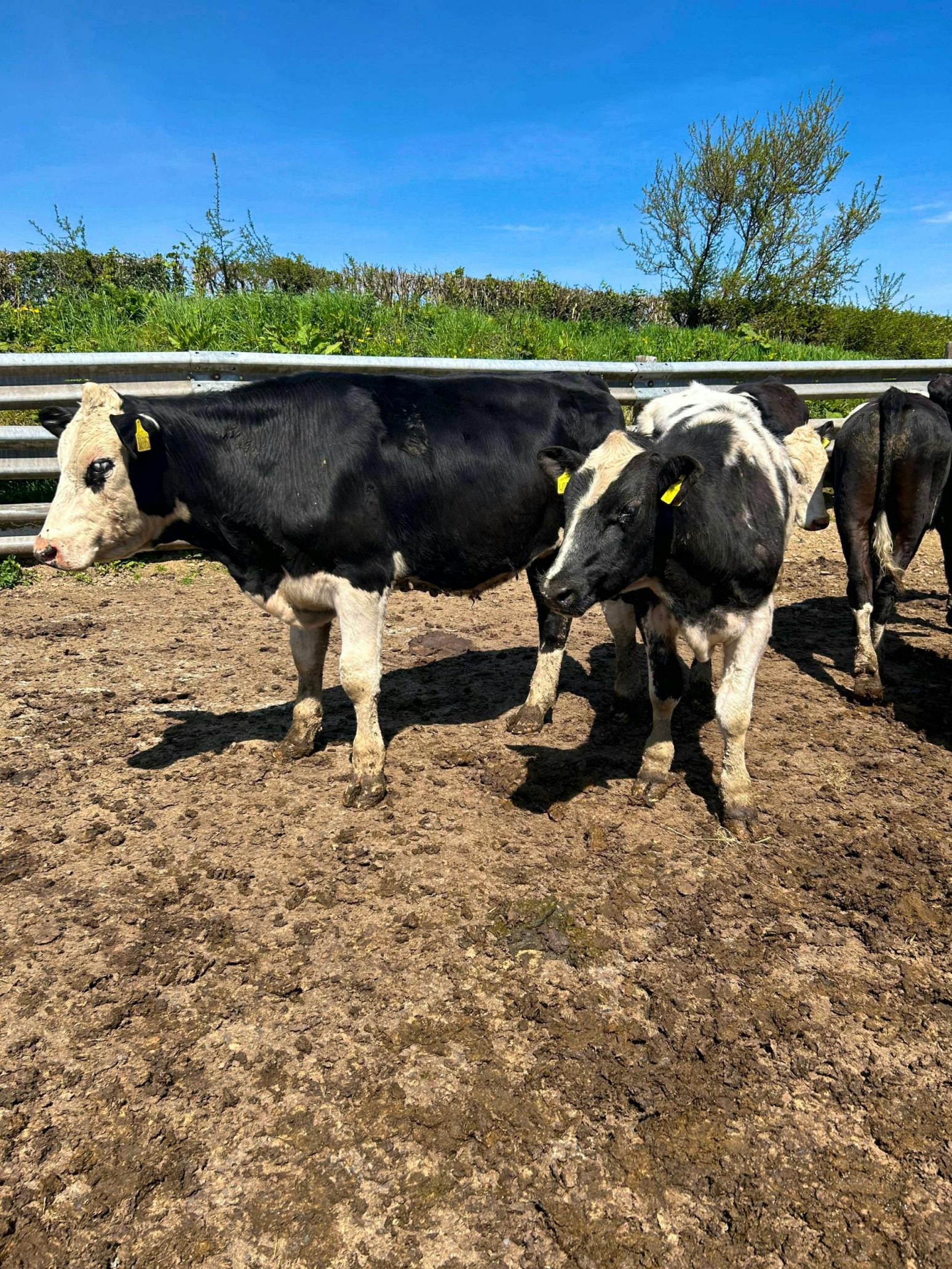 10 Aberdeen Angus, Limousin, Fleckvieh, Hereford, Belgium Blue Cross ...