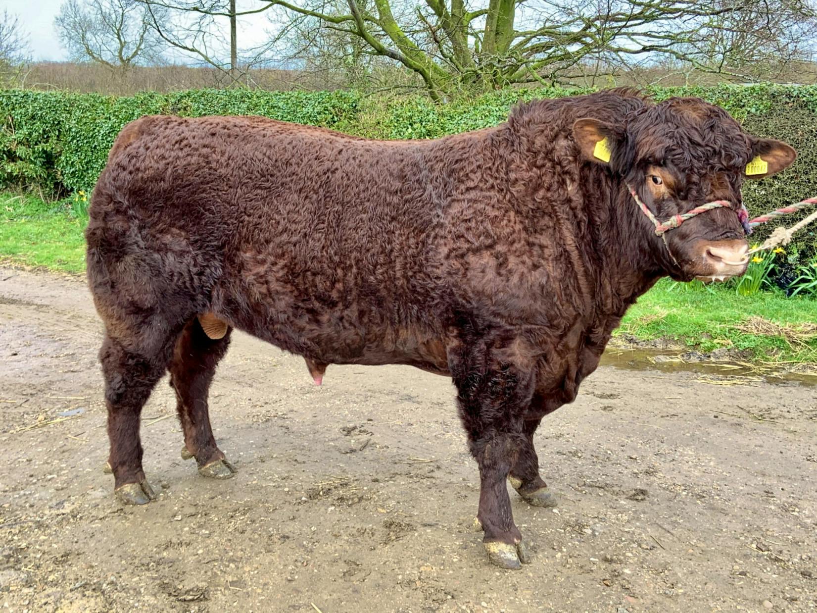 1 Pedigree Lincoln Red Breeding Bull | SellMyLivestock - The Online ...