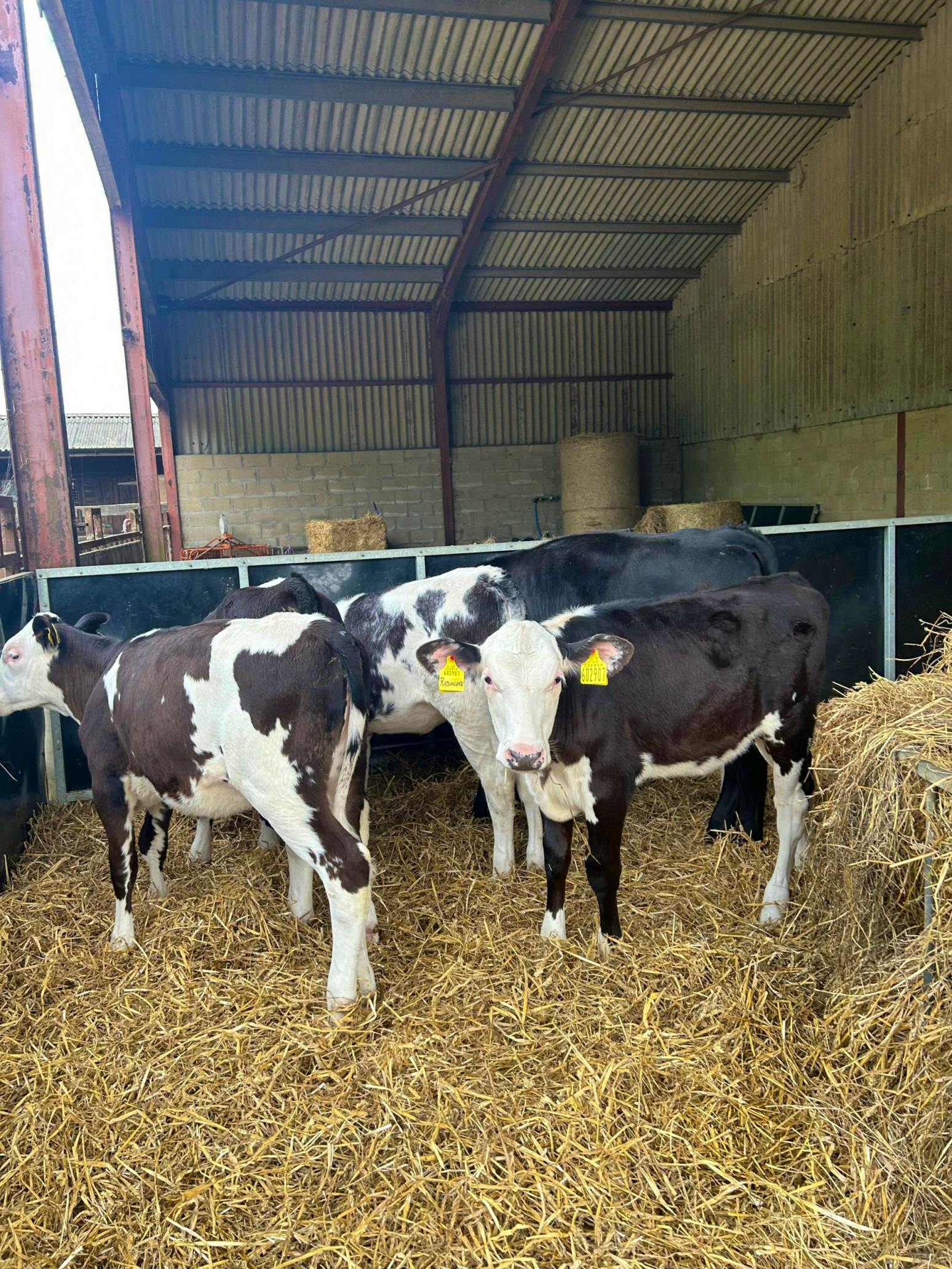 9 Aberdeen Angus, Hereford, British Blue Calves | SellMyLivestock - The ...