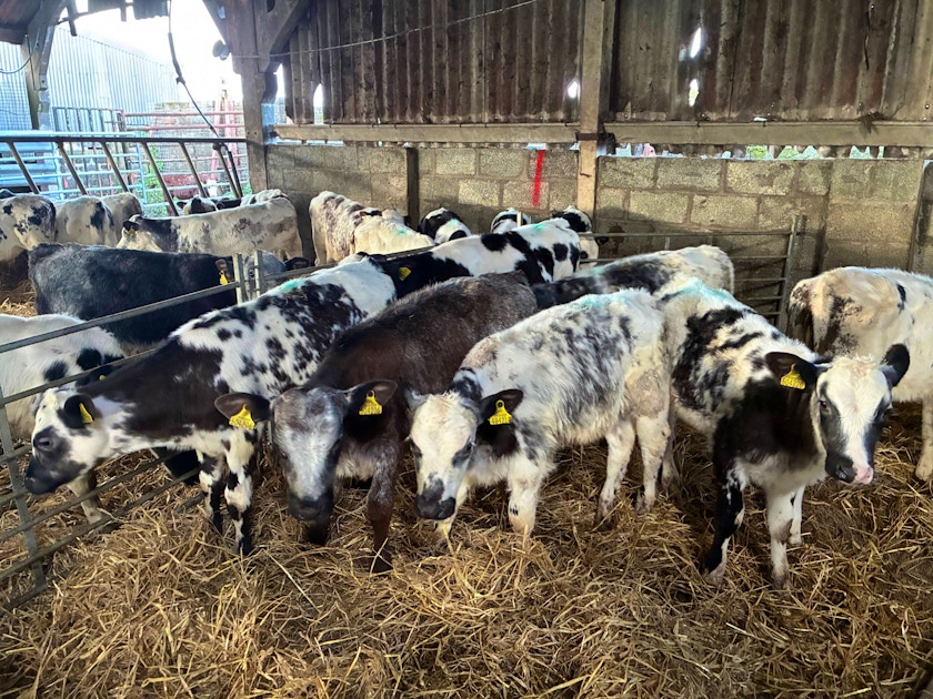 20 Charolais, British Blue, Belgium Blue Cross Calves | SellMyLivestock ...