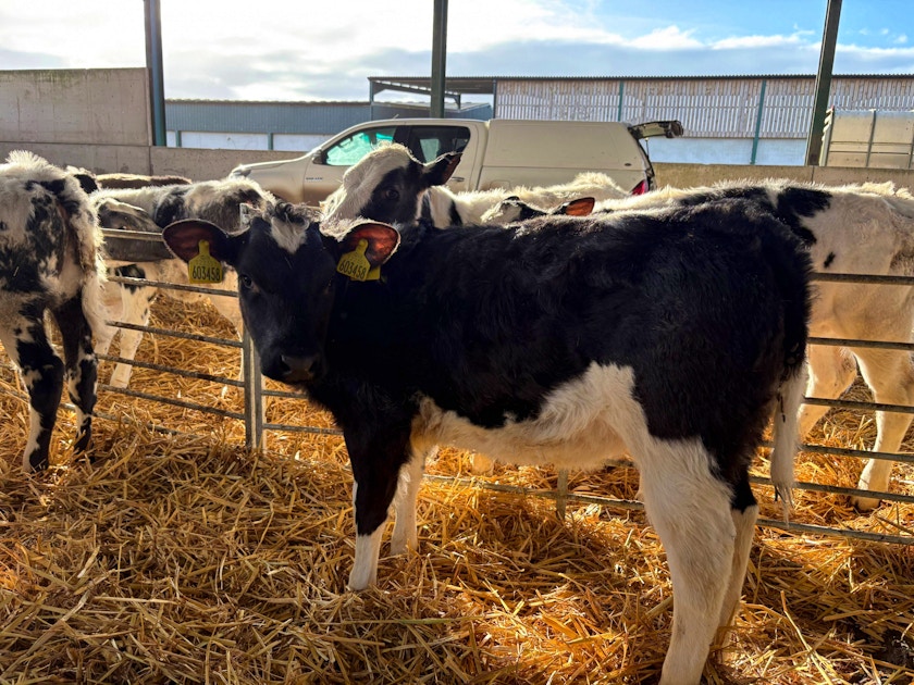 25 Simmental, Aberdeen Angus, Limousin, Charolais, Belgium Blue Cross ...