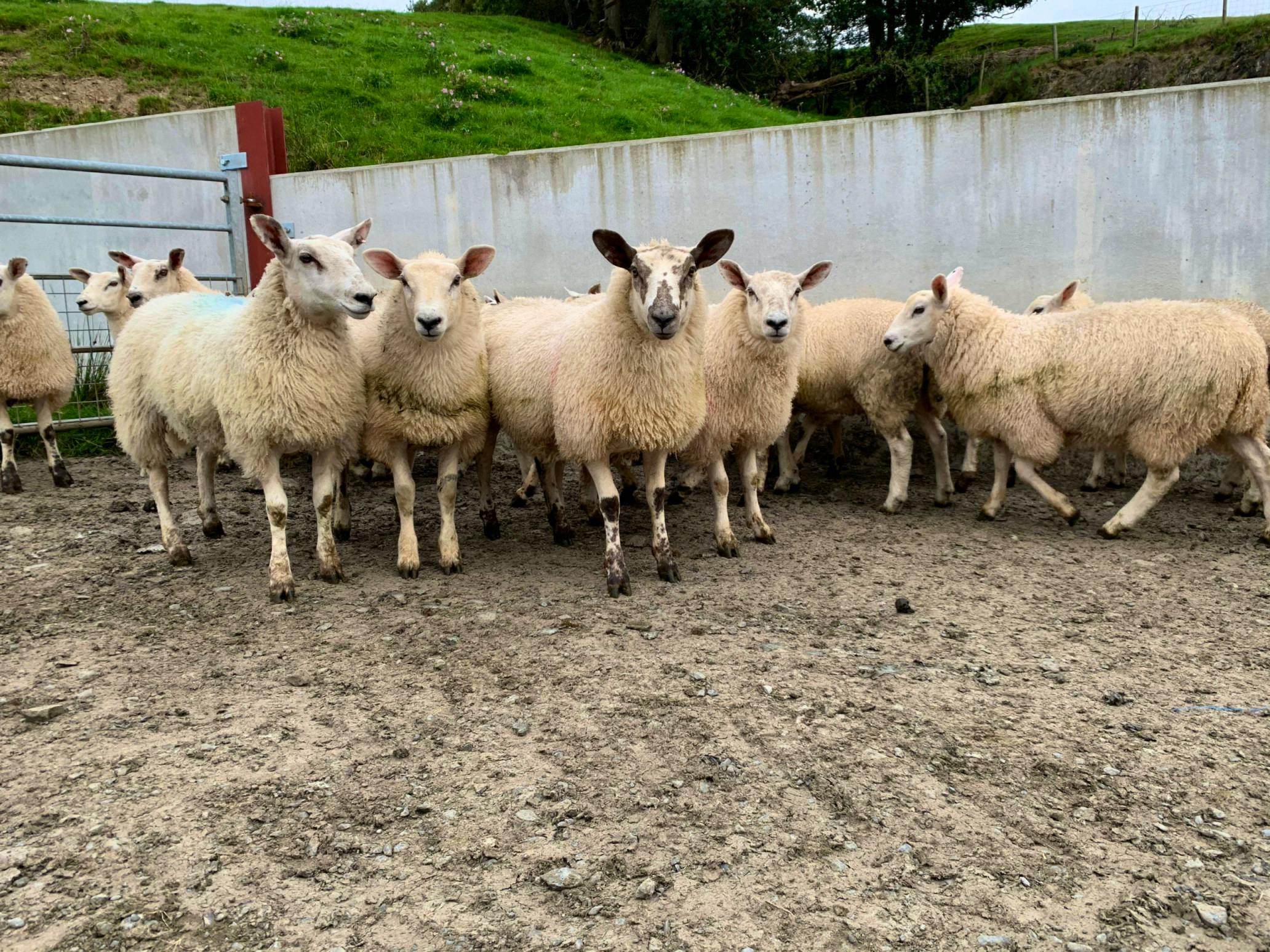 12 Welsh Mule, Texel Cross Breeding Lambs | SellMyLivestock - The ...