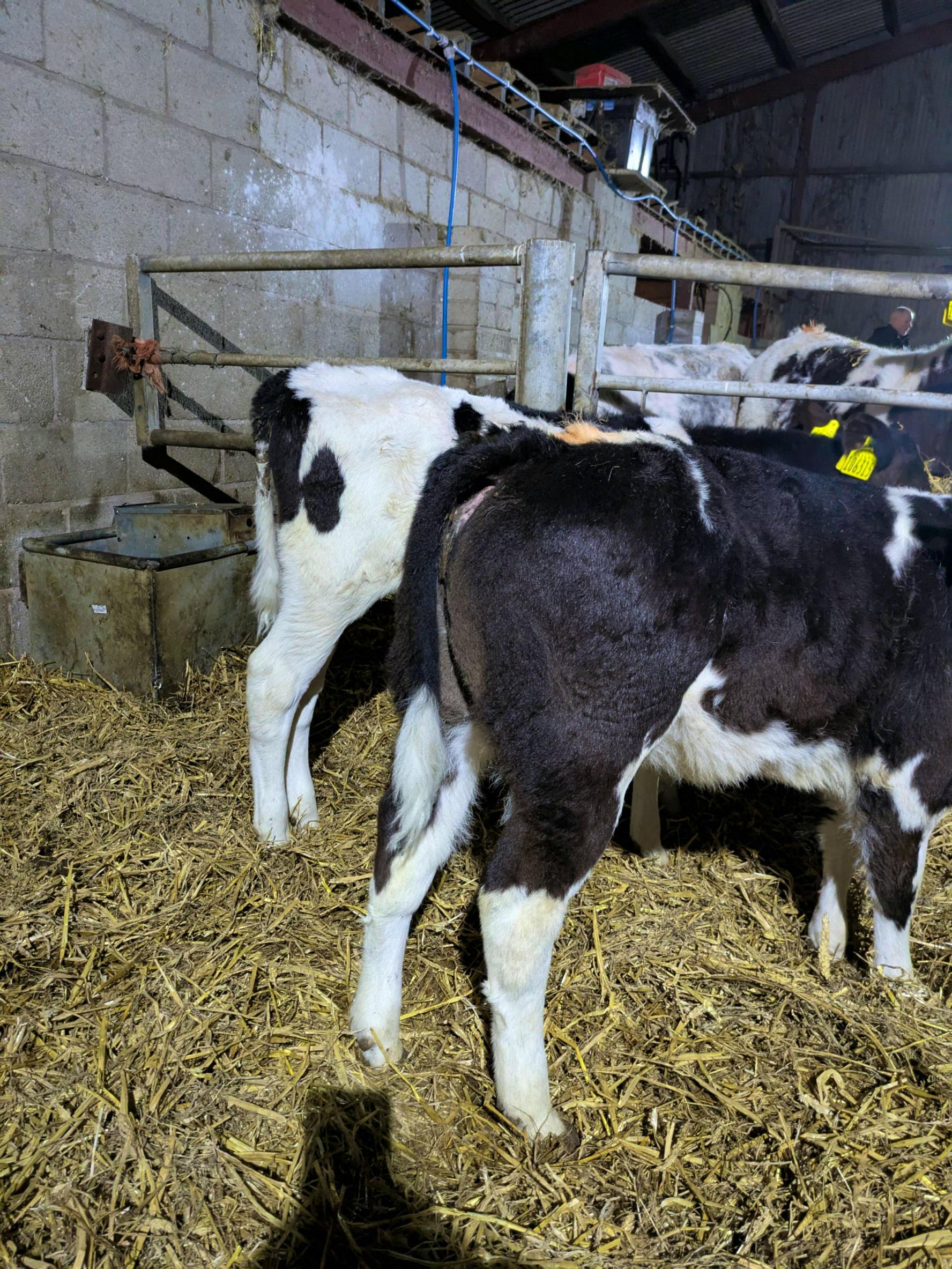 8 British Blue Cross Calves | SellMyLivestock - The Online Livestock ...