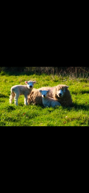 15 Pedigree Grey Faced Dartmoor Breeding Ewes, Lambs, Shearlings ...