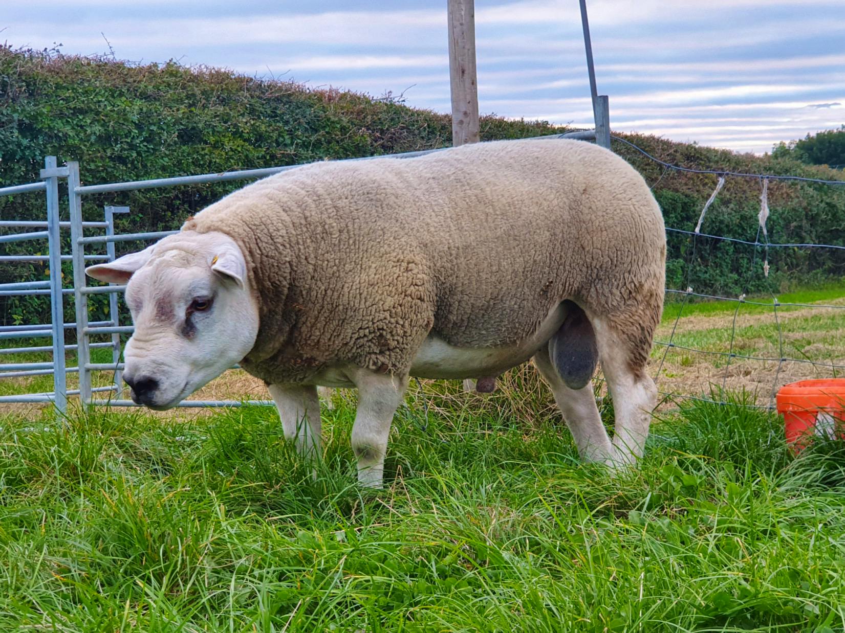 1 Pedigree Texel Breeding Ram, Shearling | SellMyLivestock - The Online ...