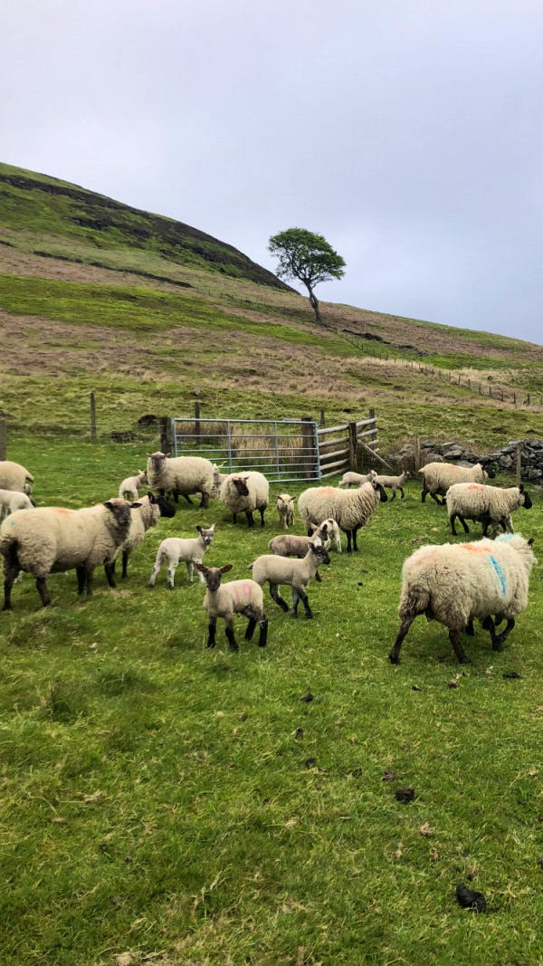 20 Suffolk, Welsh Mule, Texel, Charollais Cross Breeding, Store Ewes ...