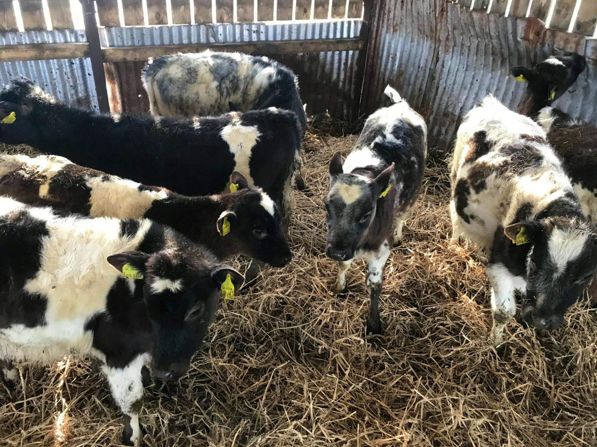 7 British Blue Cross Calves | SellMyLivestock - The Online Livestock ...