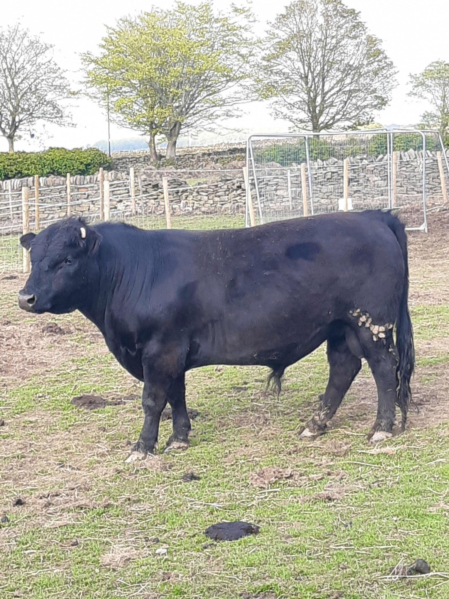 3 Aberdeen Angus, Dexter Cross Breeding Bulls, Calves, Cows with Calves ...