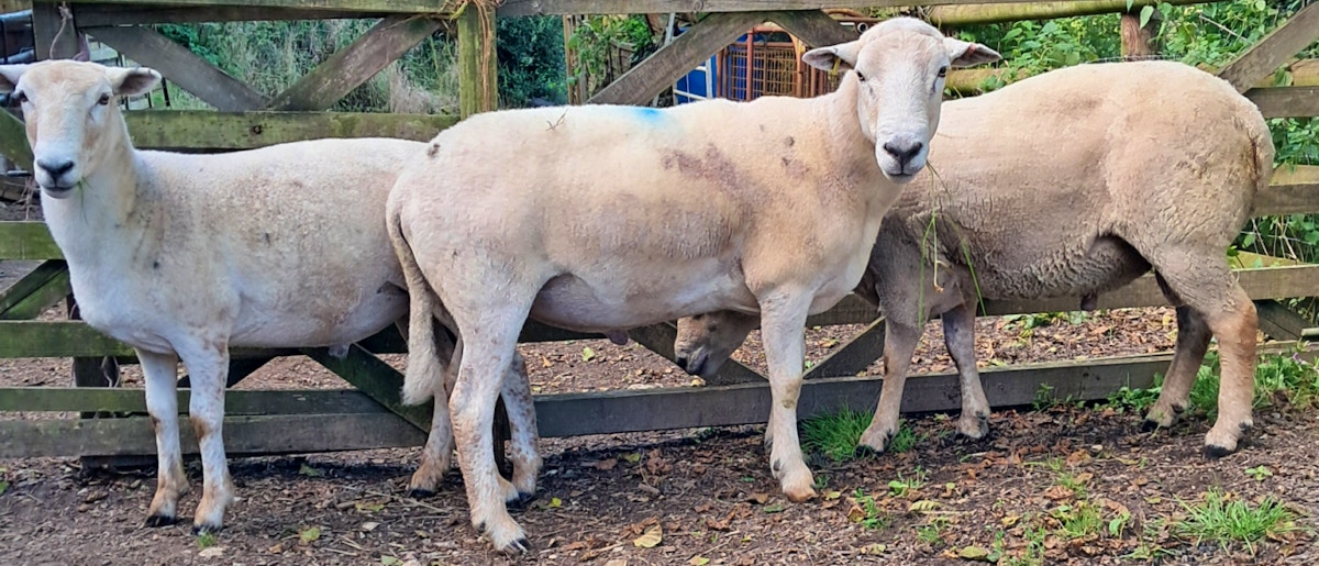 1 Pedigree Exlana Breeding Ram | SellMyLivestock - The Online Livestock ...