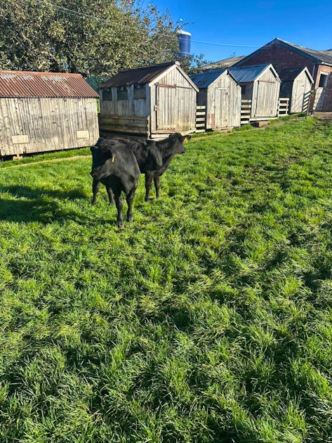 4 Aberdeen Angus Cross Calves | SellMyLivestock - The Online Livestock ...