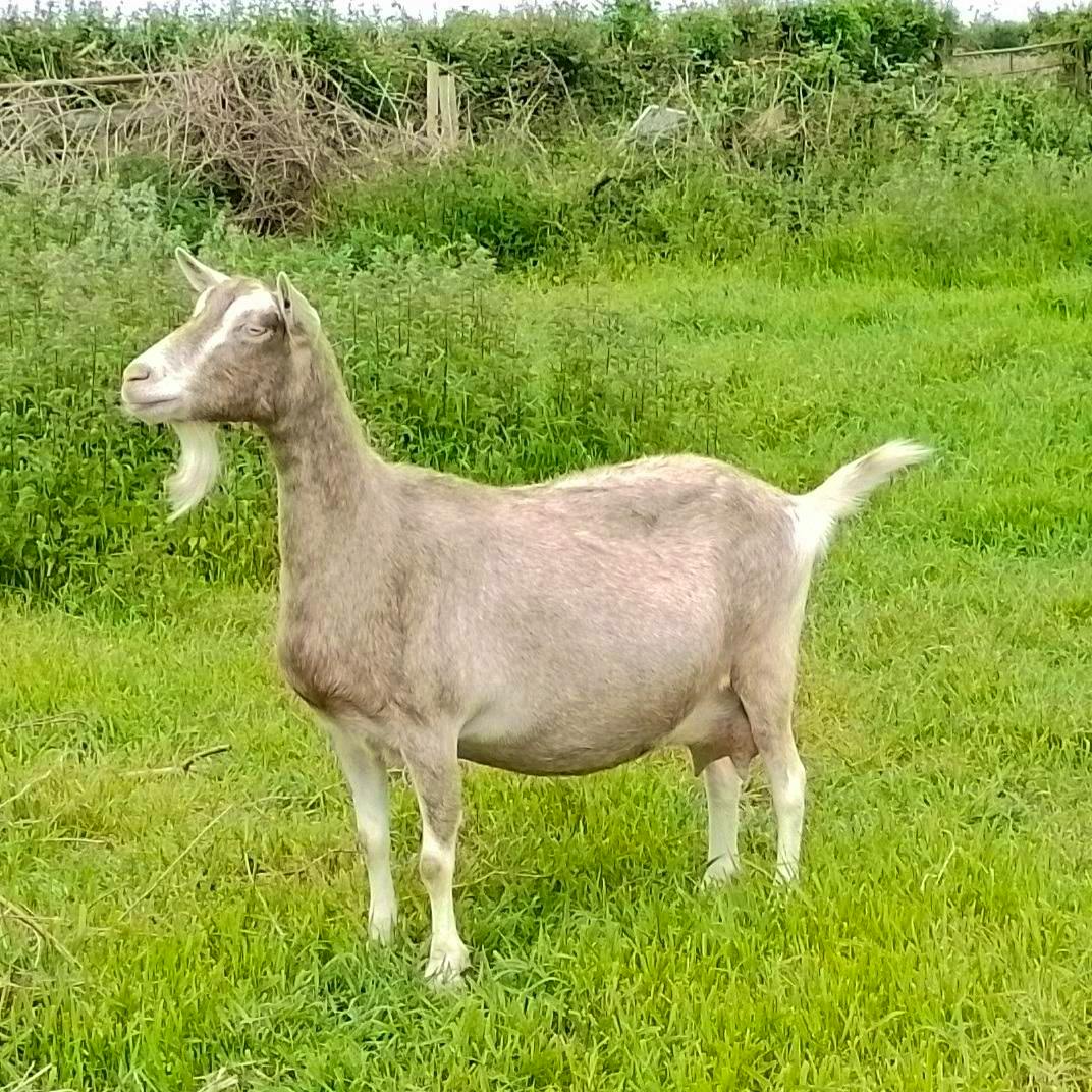 10 British Saanen, Anglo Nubian, British Toggenburg, British Alpine ...