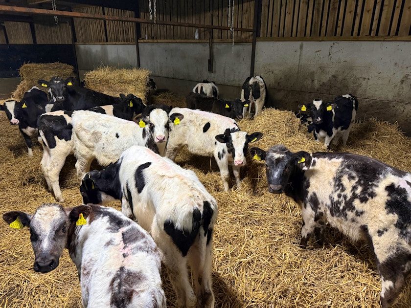 36 Holstein Friesian, Simmental, Aberdeen Angus, Dairy Shorthorn ...