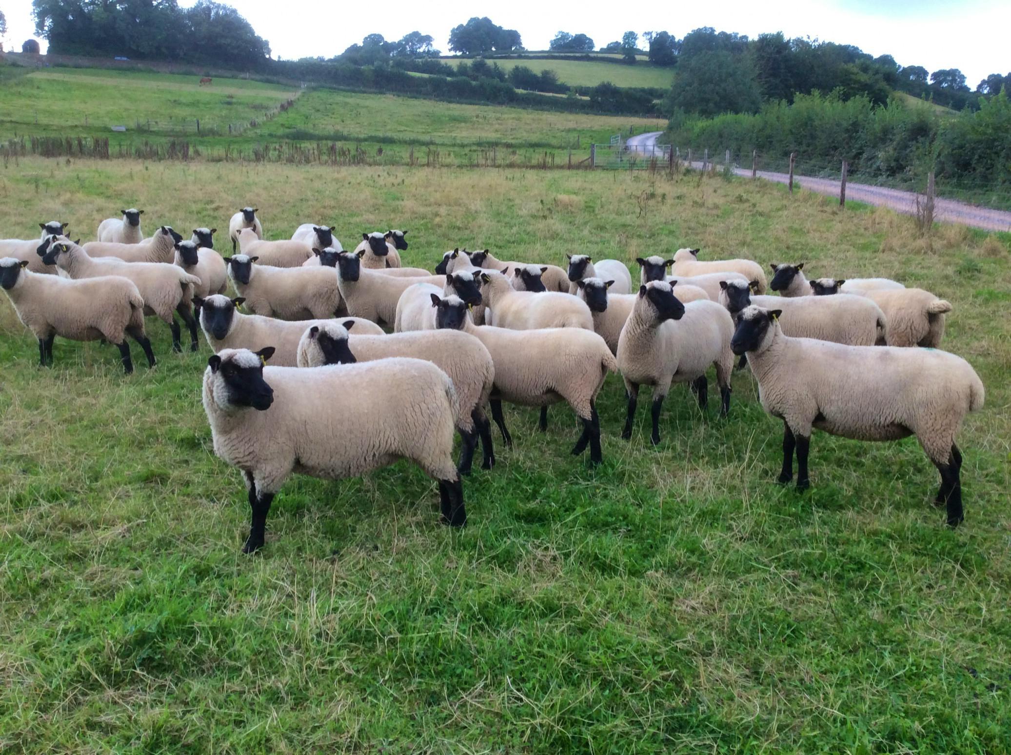 30 Llanwenog Breeding Shearlings | SellMyLivestock - The Online ...