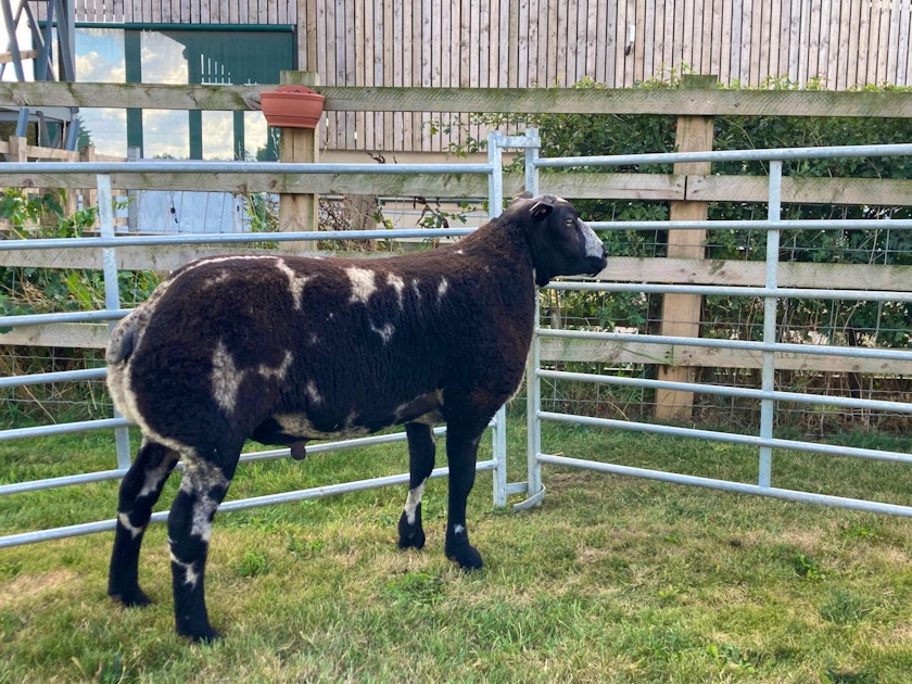 1 Pedigree Dutch Spotted Breeding Ram | SellMyLivestock - The Online ...