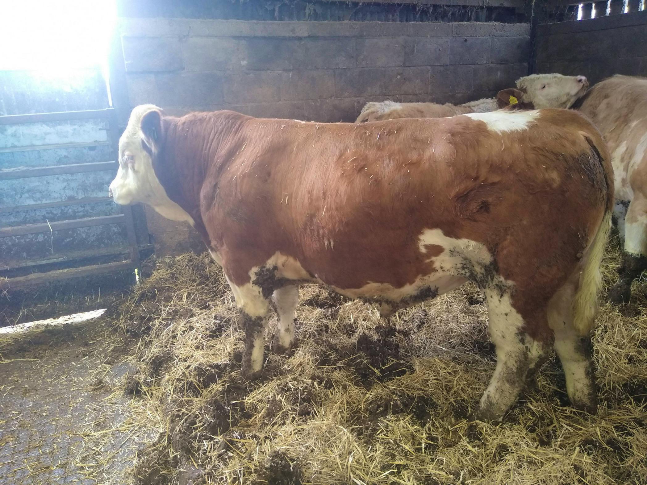 1 Pedigree Simmental Breeding Bull | SellMyLivestock - The Online ...