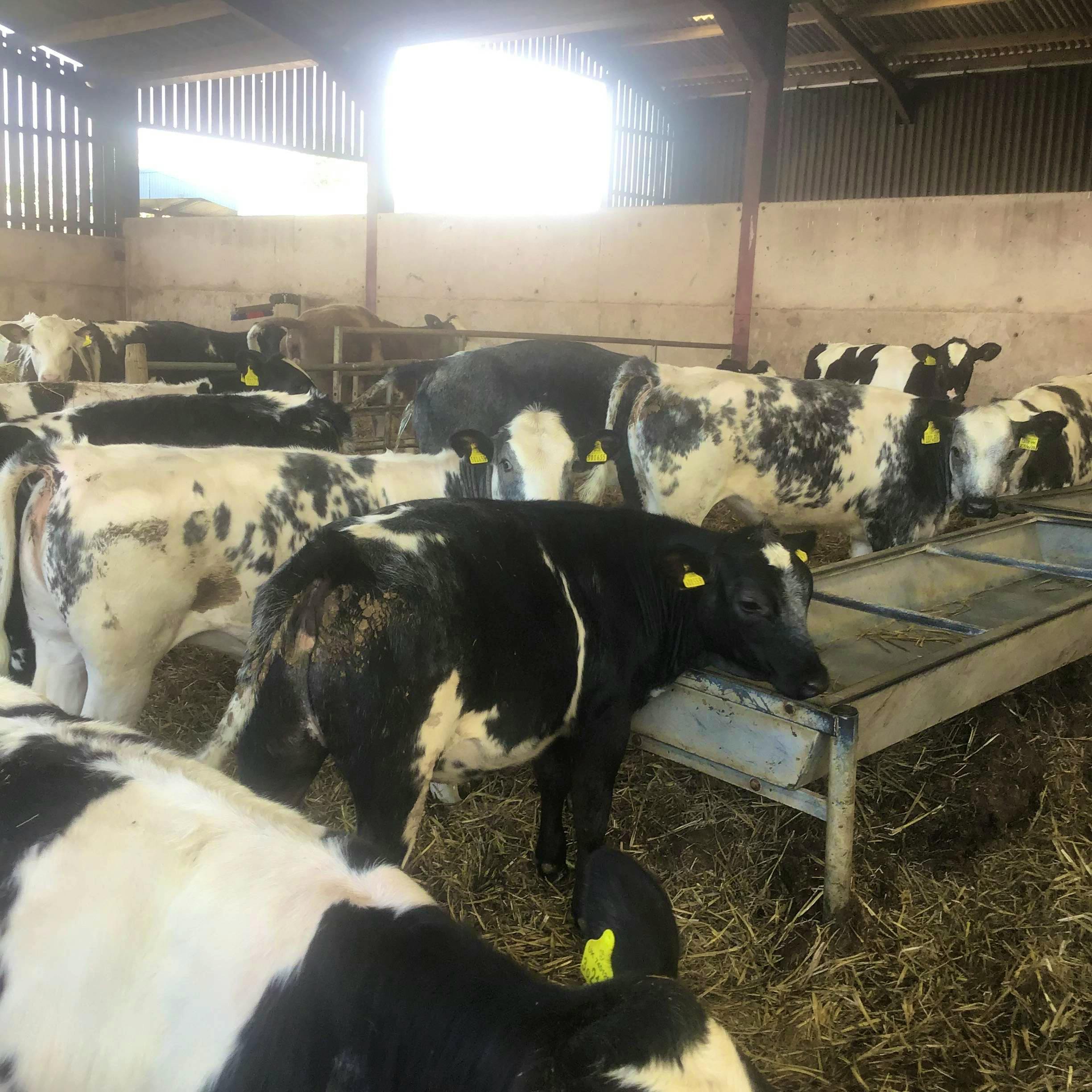 19 British Blue Cross Calves | SellMyLivestock - The Online Livestock ...