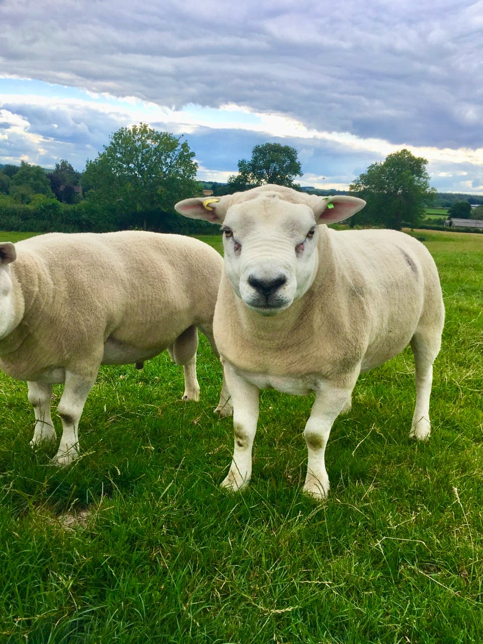 1 Texel Breeding Ram | SellMyLivestock - The Online Livestock Marketplace