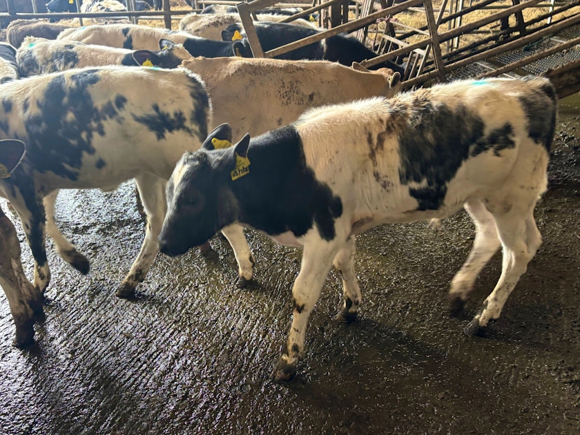 30 Charolais, British Blue Cross Calves | SellMyLivestock - The Online ...