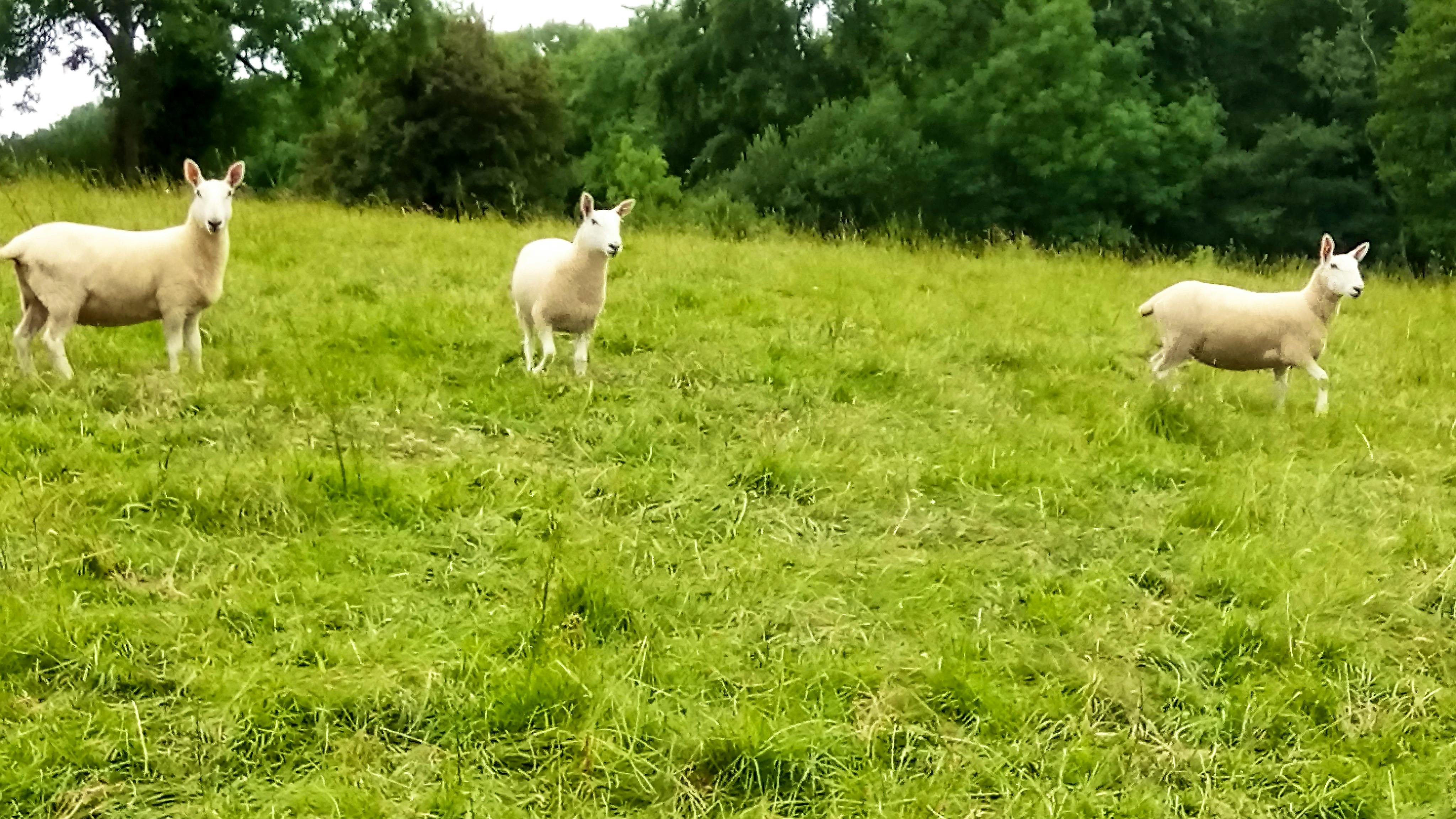 140 Scotch Halfbred Breeding Shearlings | SellMyLivestock - The Online ...