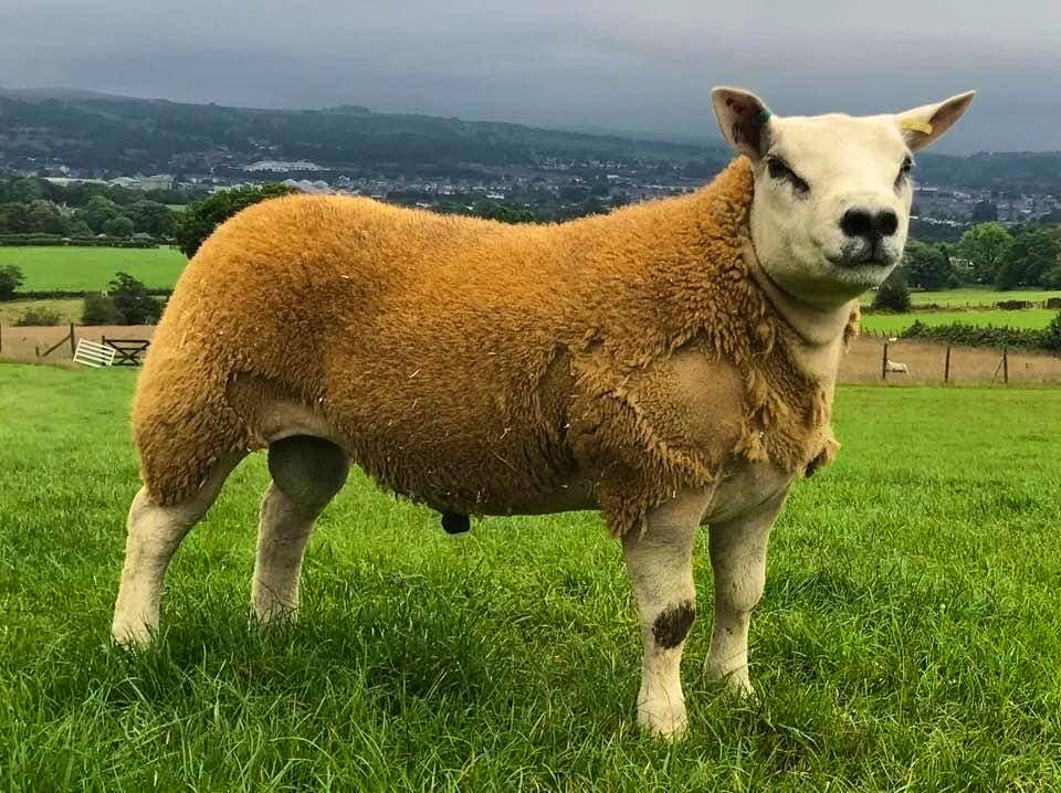 25 Pedigree Texel Breeding Rams | SellMyLivestock - The Online ...