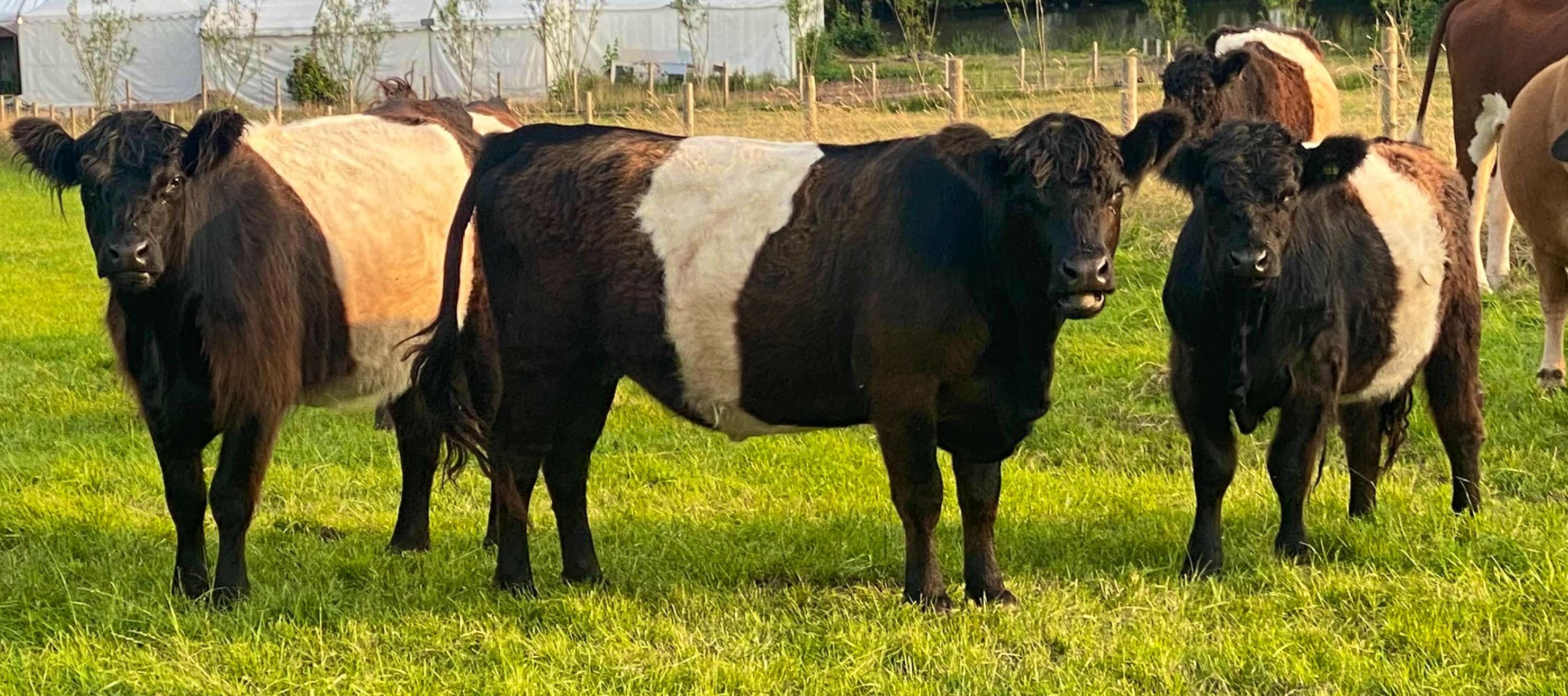 4 Pedigree Belted Galloway In-Calf Breeding Cows, Calves with Calves at ...
