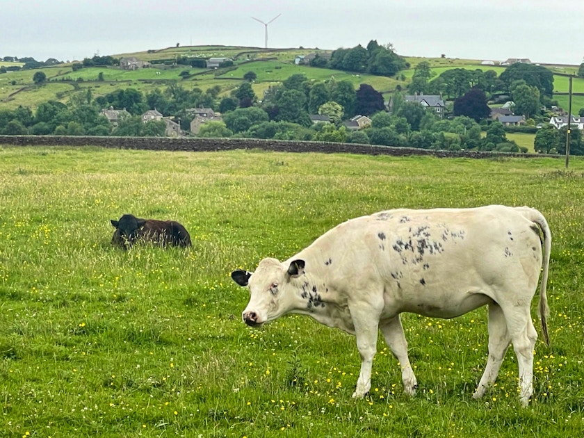 4 British Blue Cross In-Calf Breeding Heifers | SellMyLivestock - The ...